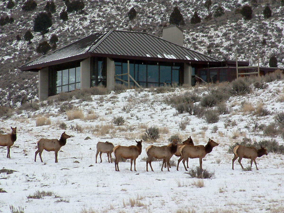Elk finally descend to Hardware Ranch meadow | News, Sports, Jobs ...
